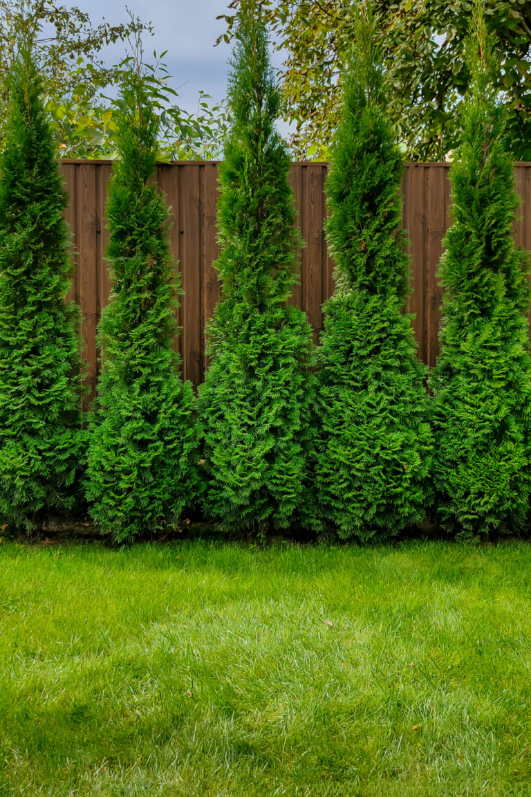 11 Best Privacy Bushes for Your Backyard - Simplymarla