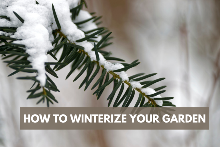 How to Winterize Your Garden The Right Way - Simplymarla