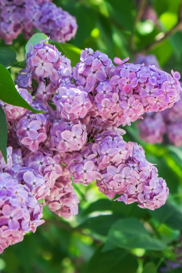 8 Best Spring Flowers To Plant This Year - Simplymarla