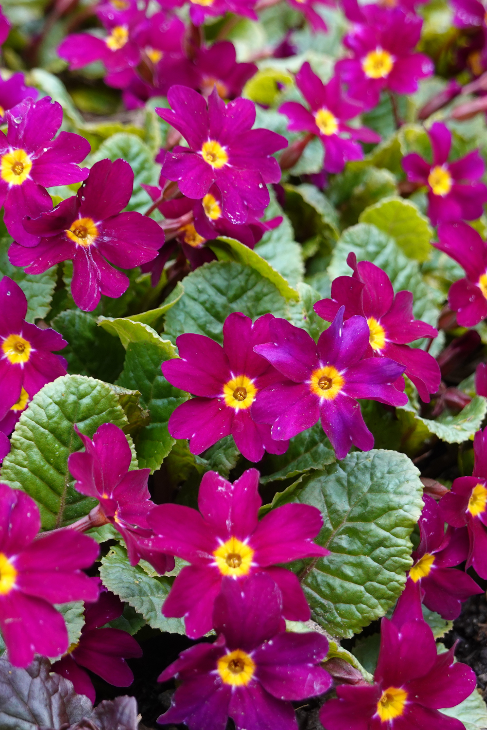 8 Best Spring Flowers To Plant This Year - Simplymarla