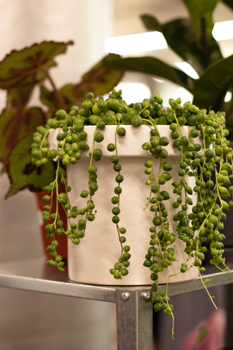 The 13 Best Houseplants to Brighten Your Home - Simplymarla