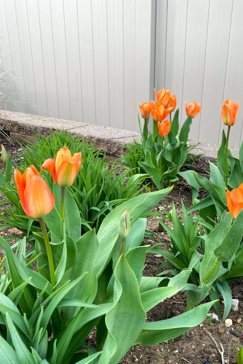 8 Best Spring Flowers To Plant This Year - Simplymarla