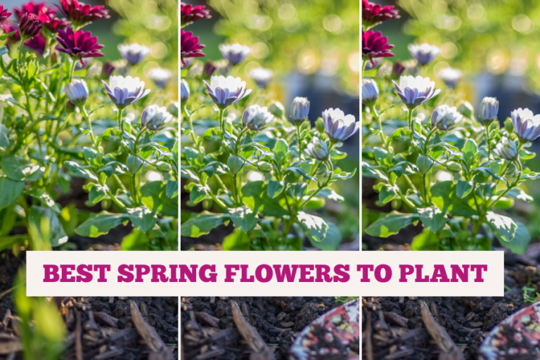 8 Best Spring Flowers To Plant This Year - Simplymarla