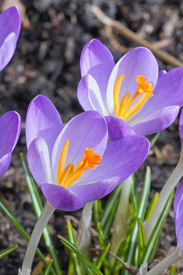 8 Best Spring Flowers To Plant This Year - Simplymarla