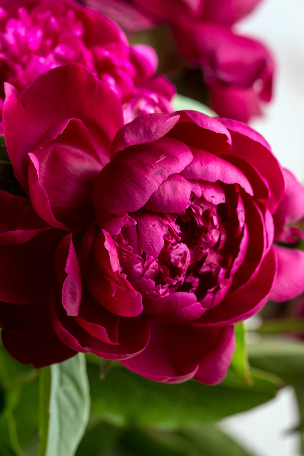 8 Best Spring Flowers To Plant This Year - Simplymarla