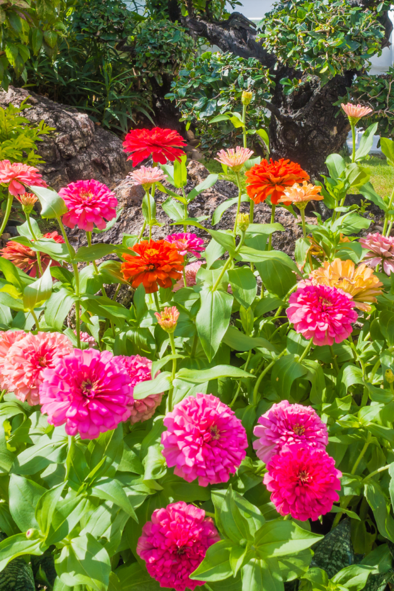 The Best Summer Flowers to Brighten Your Garden - Simplymarla