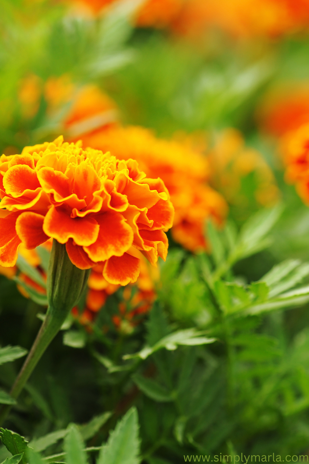 The Best Summer Flowers to Brighten Your Garden - Simplymarla