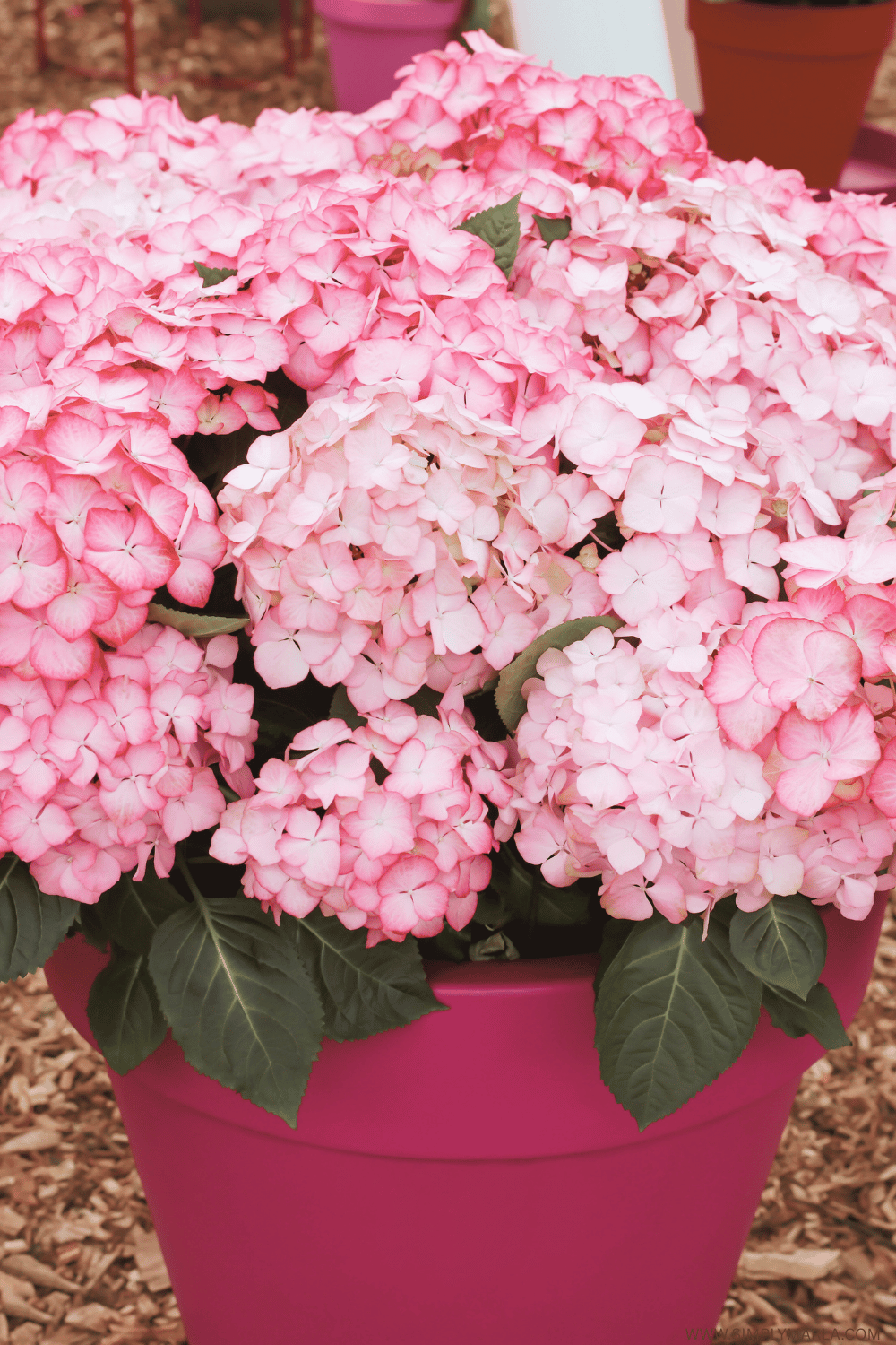 How To Style Your Flower Pots To Add Tons Of Curb Appeal