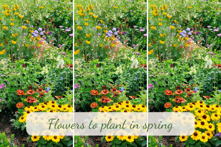 The Easiest Flowers to Plant in Spring For Beginners - Simplymarla